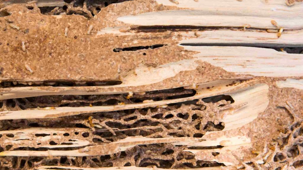 Battling Wood Borer Infestation - Termites - Urban Junggle Pvt Ltd